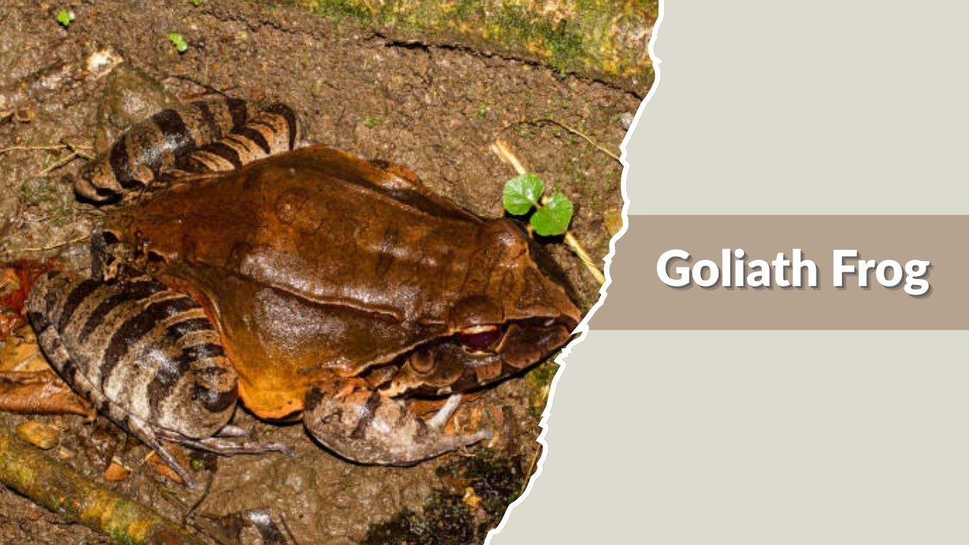 10 Biggest Frogs in the World (Ranked by Size)