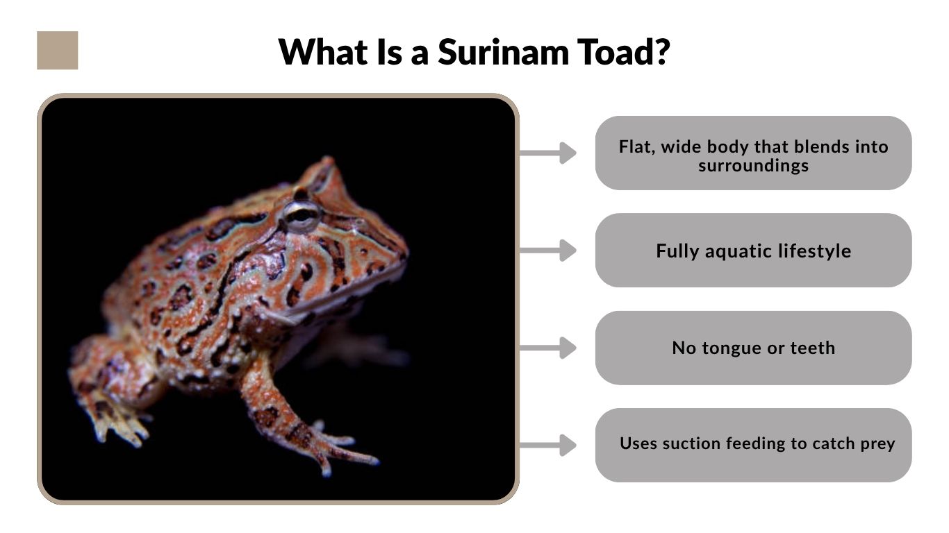 Surinam Toad: Birth, Reproduction, Habitat & Facts