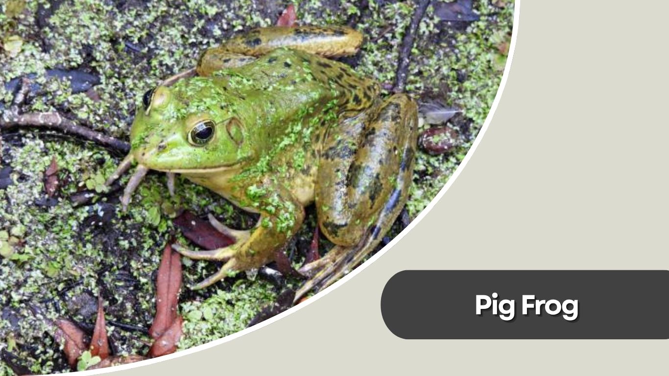 12 Common Types of Frogs Found in Florida: Identification with Pictures