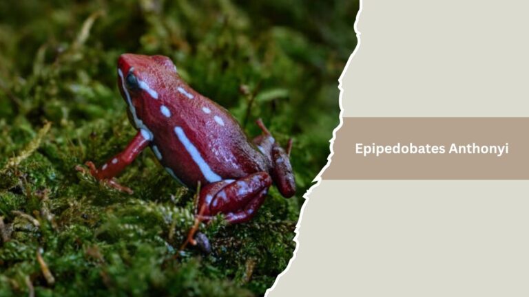 20 Most Poisonous Frogs in the World: Identification with Pictures