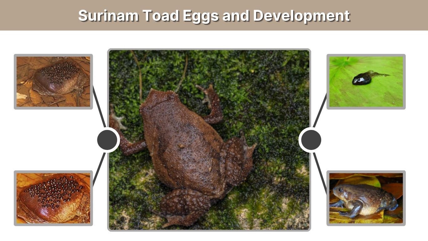 Surinam Toad: Birth, Reproduction, Habitat & Facts