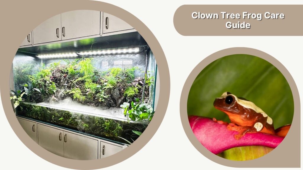 Clown Tree Frog: Habitat, Diet and Care Tips
