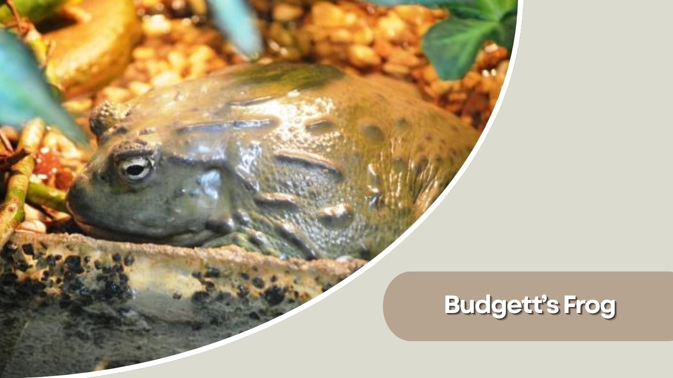 14 Types of Pet Frogs You Can Keep at Home (ID with Pictures)