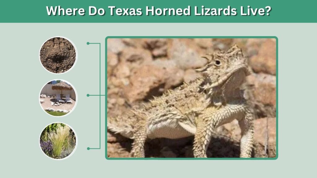 Texas Horned Lizard: Facts, Diet, Habitat, and Defense