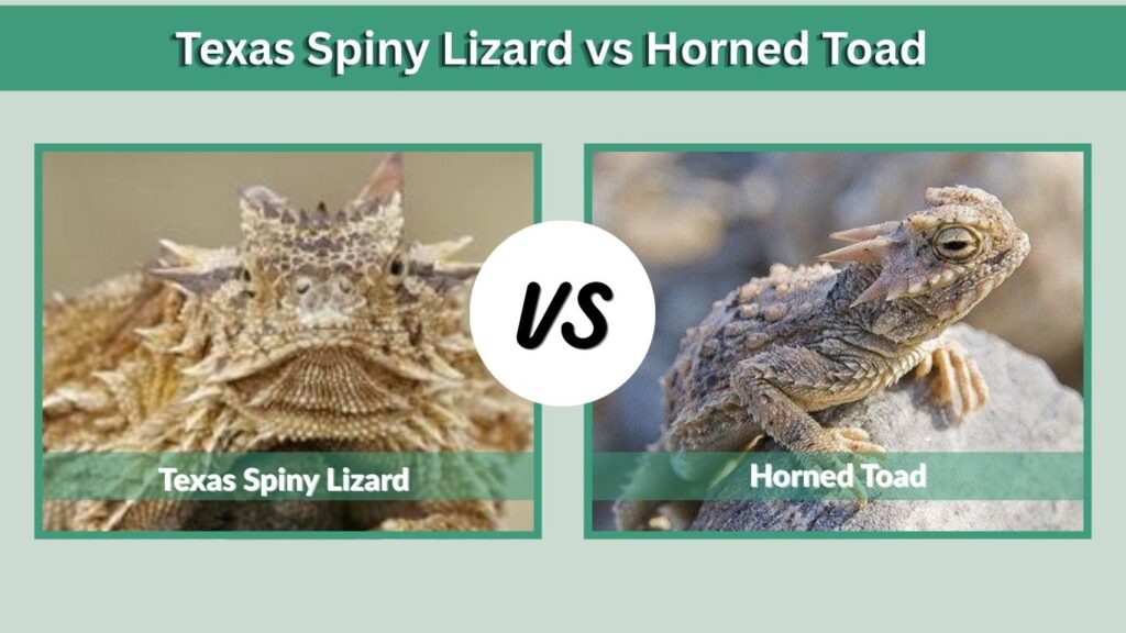Texas Horned Lizard: Facts, Diet, Habitat, and Defense