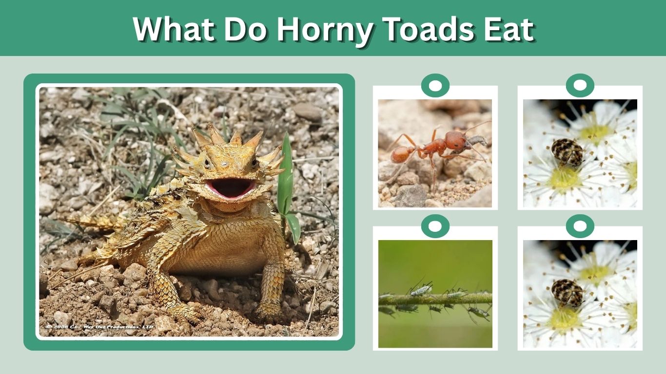 What Do Horny Toads Eat? Ants, Insects, and Baby Diet