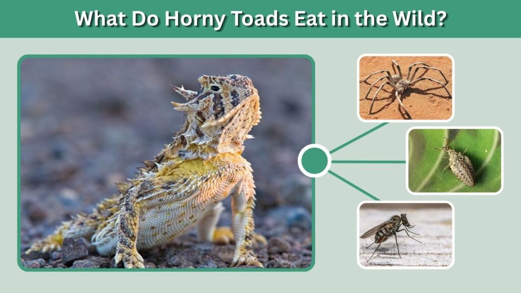 What Do Horny Toads Eat? Ants, Insects, and Baby Diet
