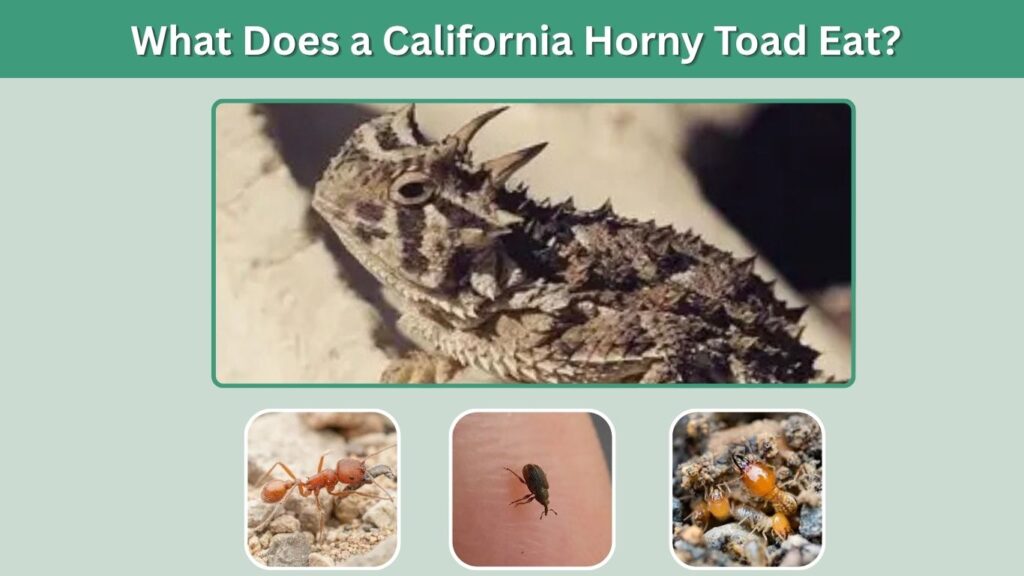 What Do Horny Toads Eat? Ants, Insects, and Baby Diet