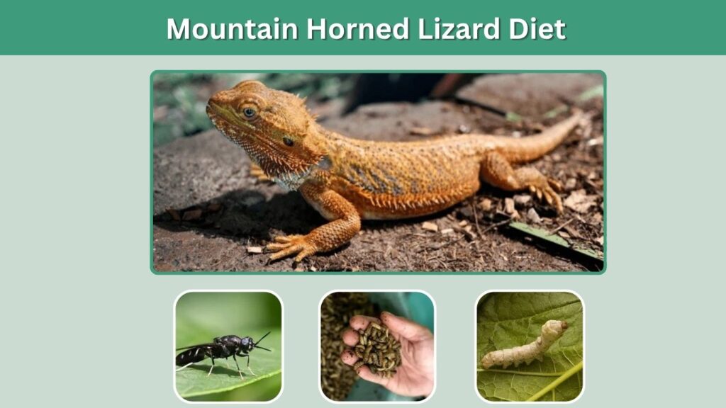 Mountain Horned Lizard Care, Size, Diet, and Pet Guide
