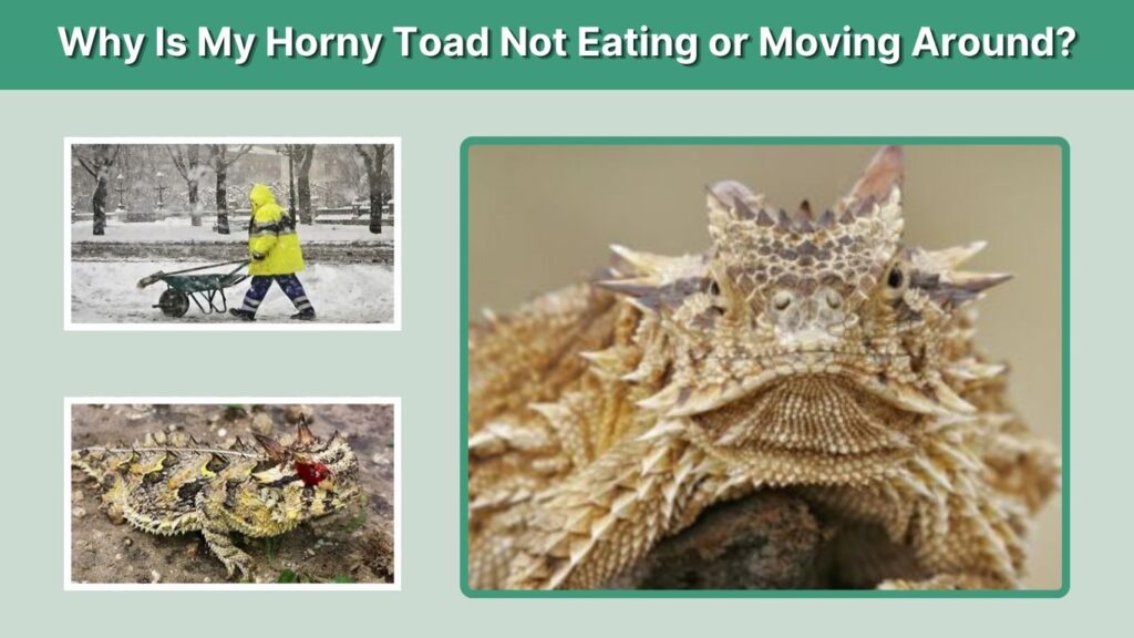 What Do Horny Toads Eat? Ants, Insects, and Baby Diet